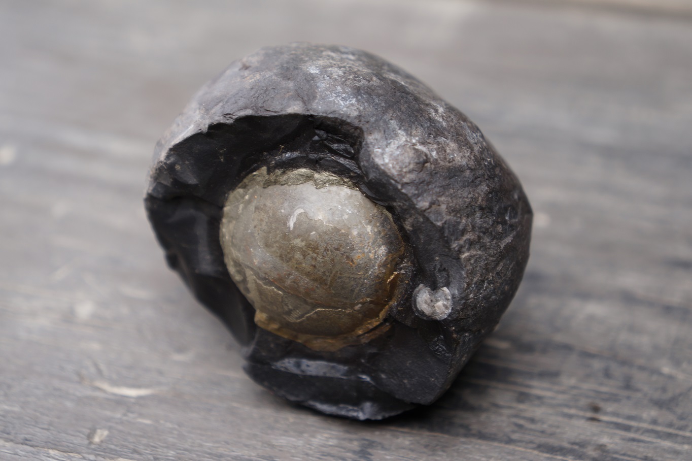 Spotlight – Hiranyagarbha Shaligram | Peregrination