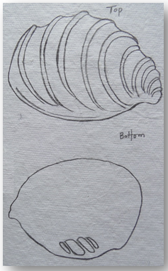 Spotlight – Anirudda Shaligram | Shaligram Ethnography