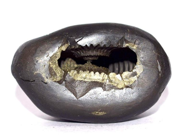 Shaligram Interpretive Practices: The Vasudev Shaligram Example ...