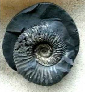 Shaligram Interpretive Practice (Chakra) | Shaligram Ethnography