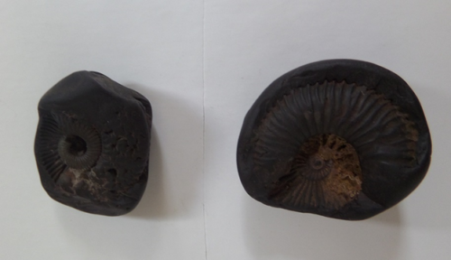 Shaligram Ethnography | The Ammonite Anthropologist